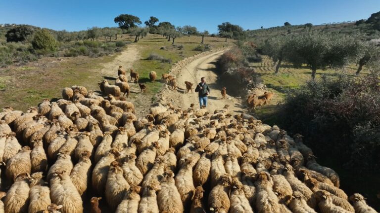 THE CYCLE OF WOOL - CMCA