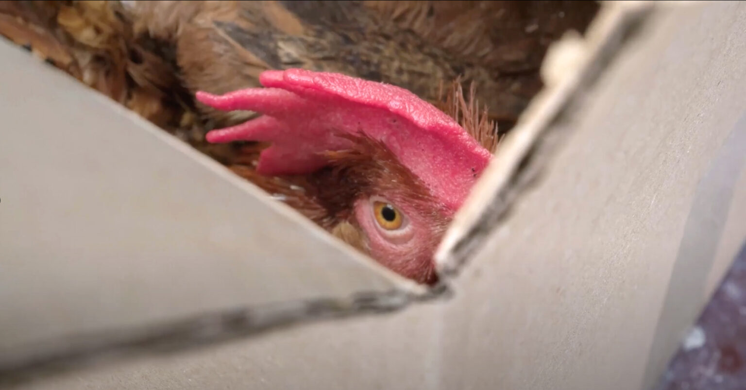 STAMBELI, DERNIÈRE DANSE DES ESPRITS - CMCA